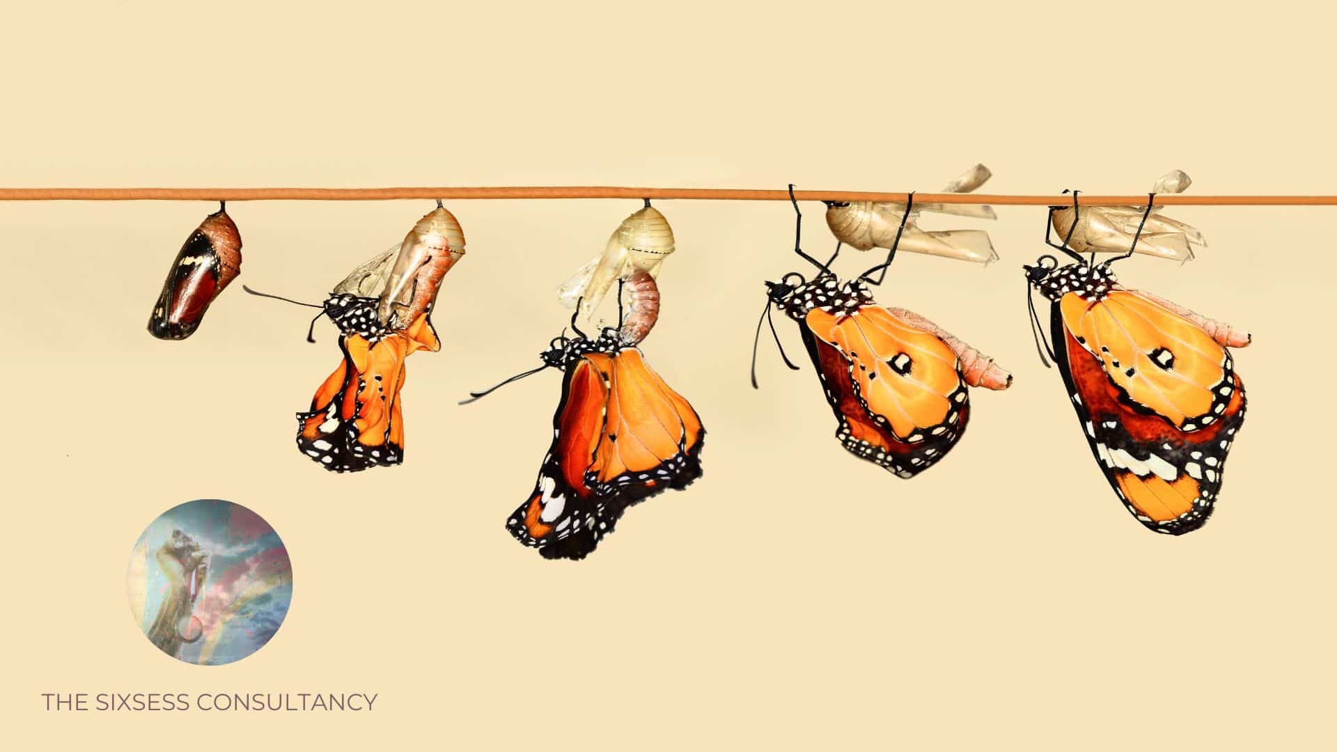 "Change and Transformation" – What’s the Difference? - THE SIXSESS ...